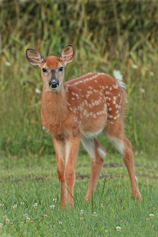 Labellenature.com | Cerf de Virginie